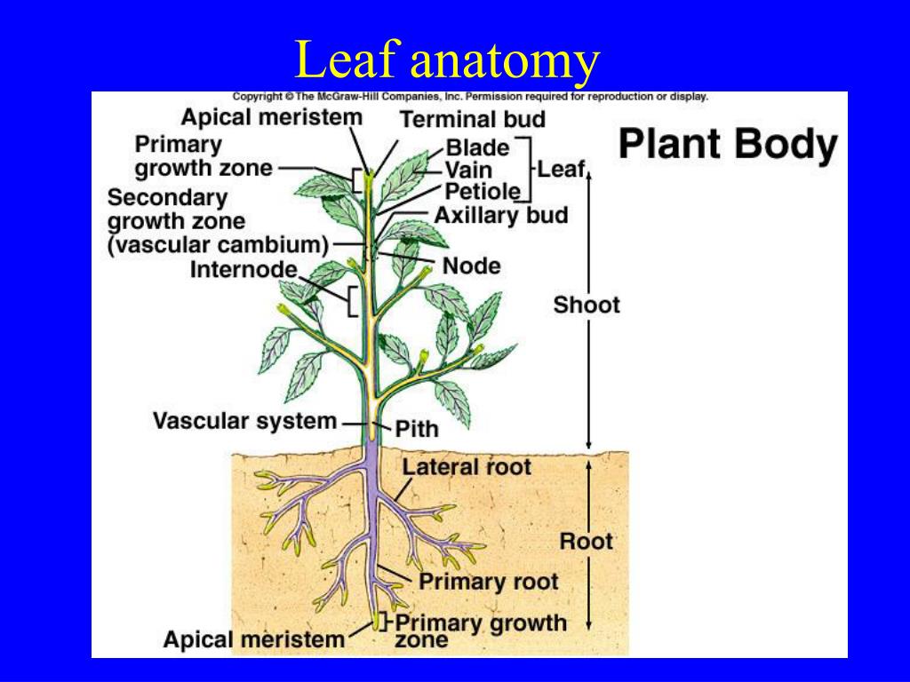PPT - Leaf anatomy PowerPoint Presentation, free download - ID:1366070