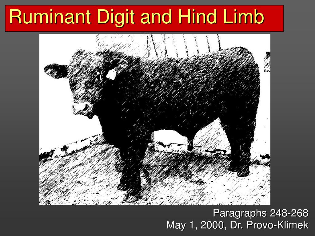 PPT - Ruminant Digit and Hind Limb PowerPoint Presentation, free ...