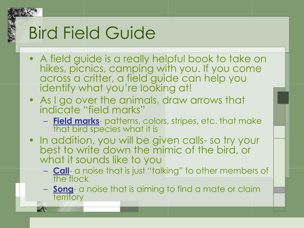 PPT - Bird Field Guide PowerPoint Presentation, free download - ID:1367063