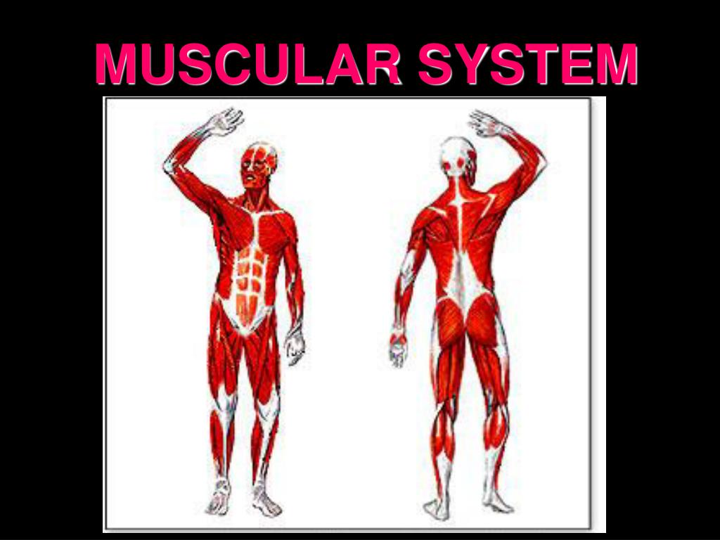 PPT - MUSCULAR SYSTEM PowerPoint Presentation, free download - ID:1368562