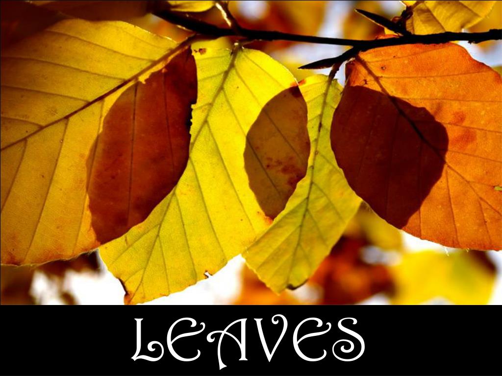 PPT - LEAVES PowerPoint Presentation, free download - ID:1368695