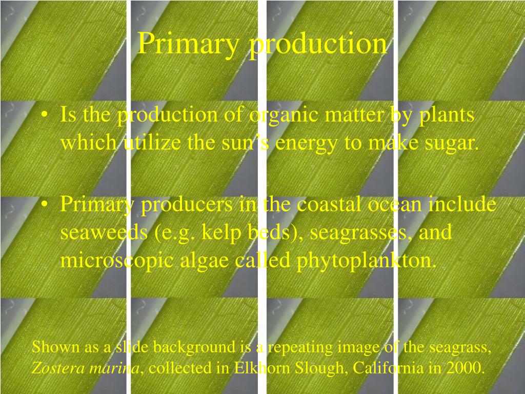 PPT - Understanding Primary Production and Its Role in Coastal ...