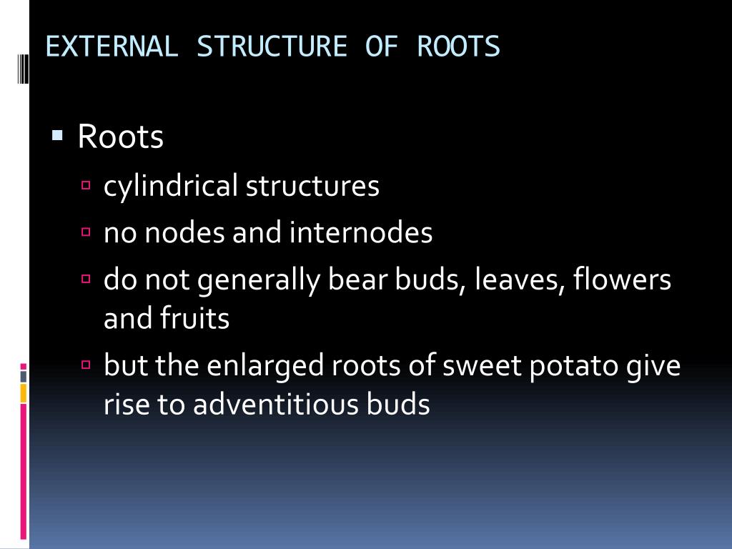 PPT - EXTERNAL STRUCTURE OF ROOTS PowerPoint Presentation, free ...