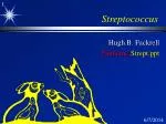 PPT - STREPTOCOCCUS PowerPoint Presentation, free download - ID:2327955