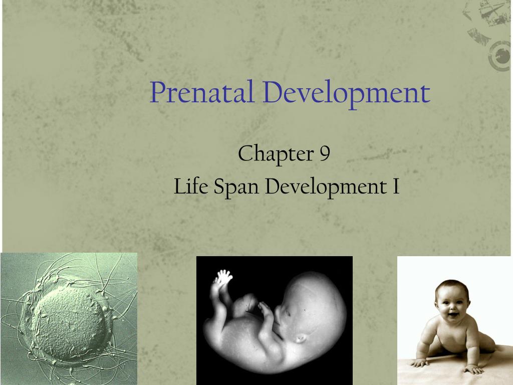 PPT - Prenatal Development PowerPoint Presentation, free download - ID ...