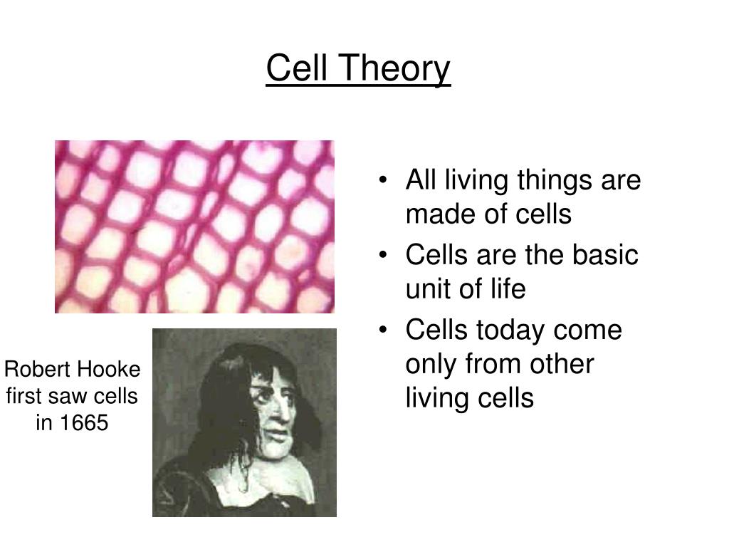 PPT - Cell Theory PowerPoint Presentation, free download - ID:1378082
