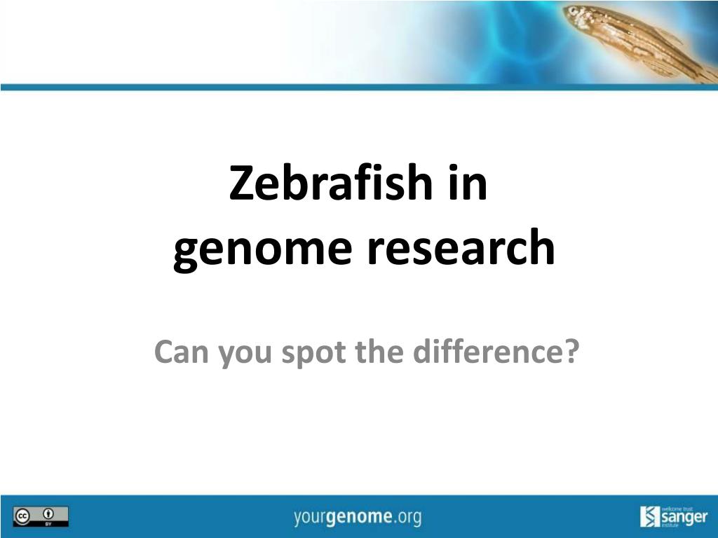 PPT - Zebrafish in genome research PowerPoint Presentation, free ...