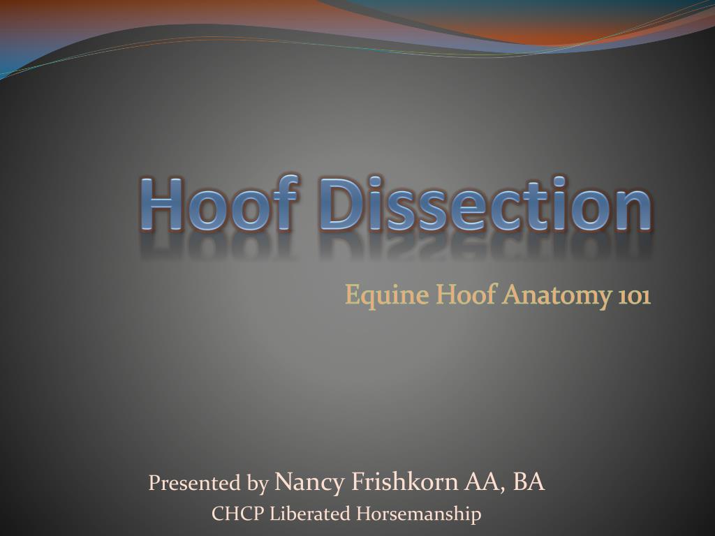PPT - Hoof Dissection PowerPoint Presentation, free download - ID:1382966