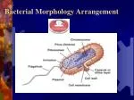 PPT - Bacterial Morphology Arrangement PowerPoint Presentation, free download - ID:1218564