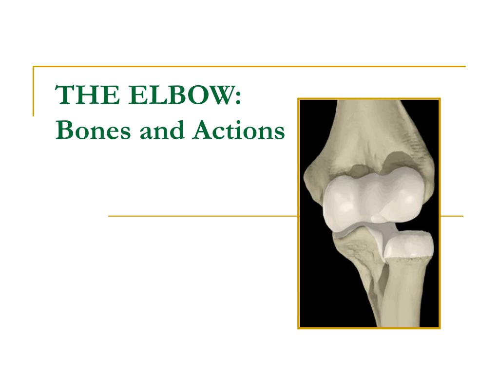 PPT - THE ELBOW: Bones and Actions PowerPoint Presentation, free ...
