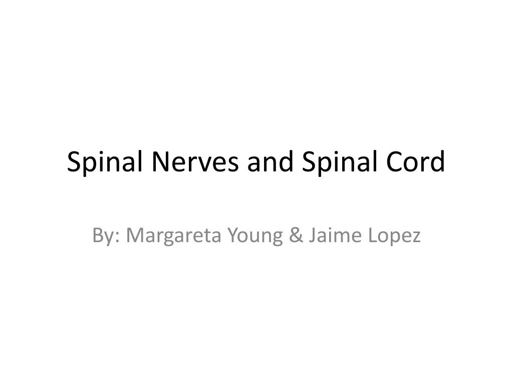 PPT - Spinal Nerves and Spinal Cord PowerPoint Presentation, free ...