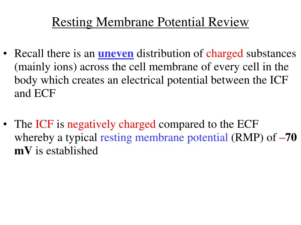 PPT - Resting Membrane Potential Review PowerPoint Presentation, free ...
