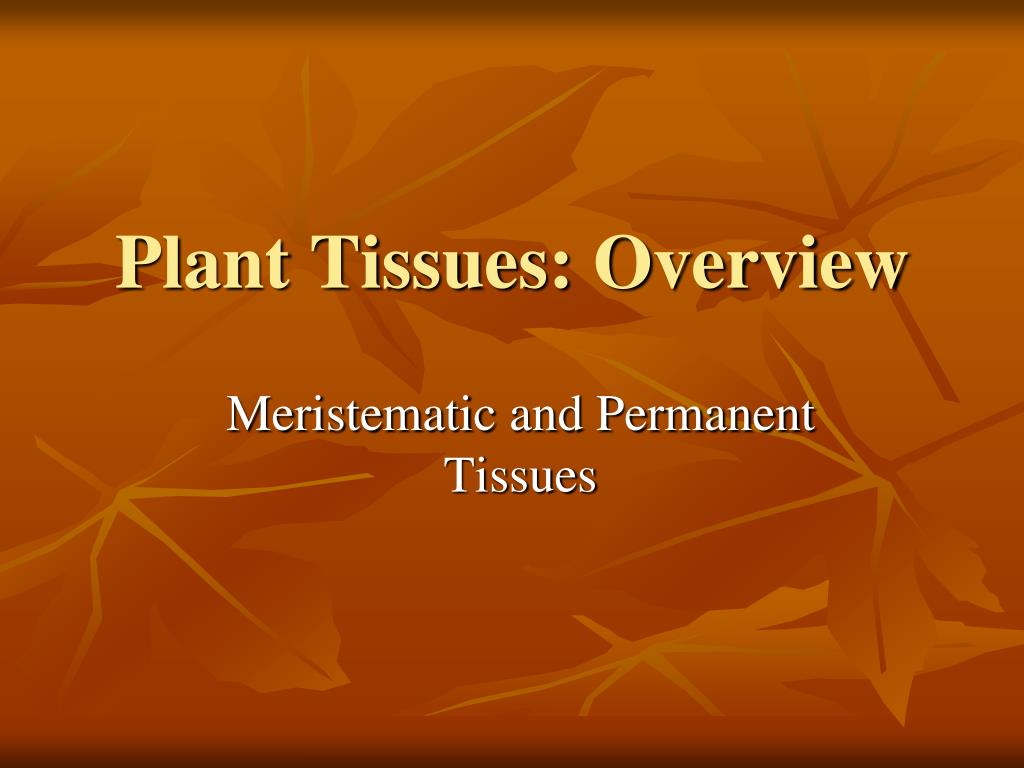 PPT - Plant Tissues: Overview PowerPoint Presentation, free download ...