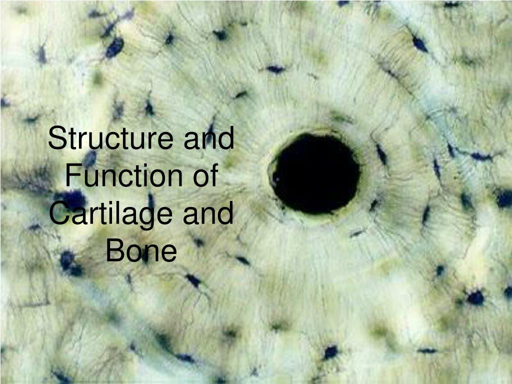 PPT - Bones and Skeletal Tissues PowerPoint Presentation, free download ...