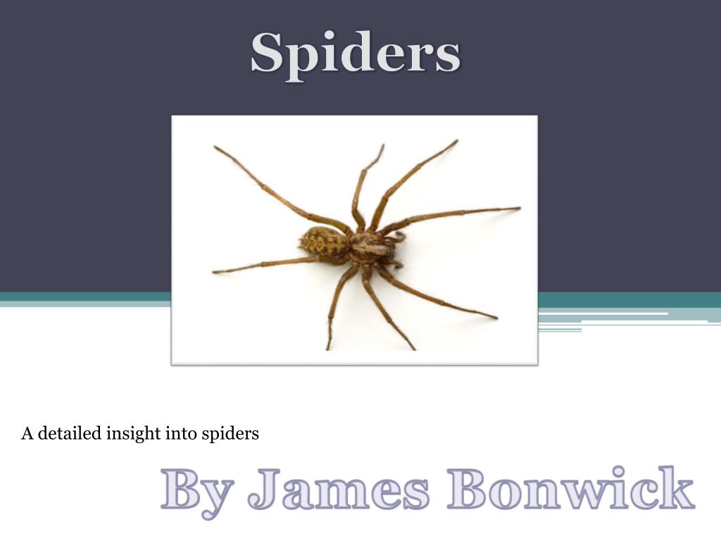 PPT - Spiders PowerPoint Presentation, free download - ID:1397194
