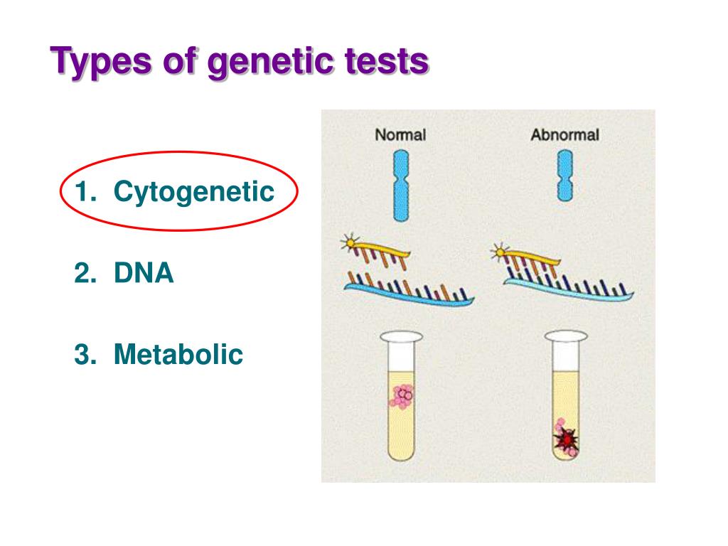 PPT - 1. Cytogenetic 2. DNA 3. Metabolic PowerPoint Presentation, free ...