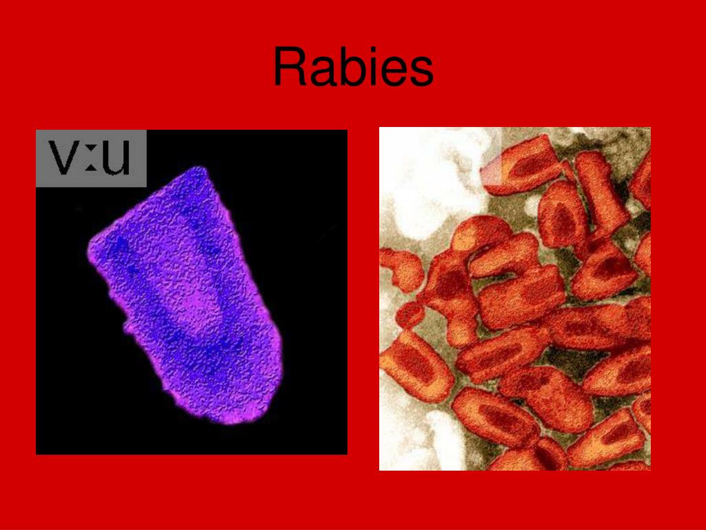 PPT - Rabies PowerPoint Presentation, free download - ID:1404709