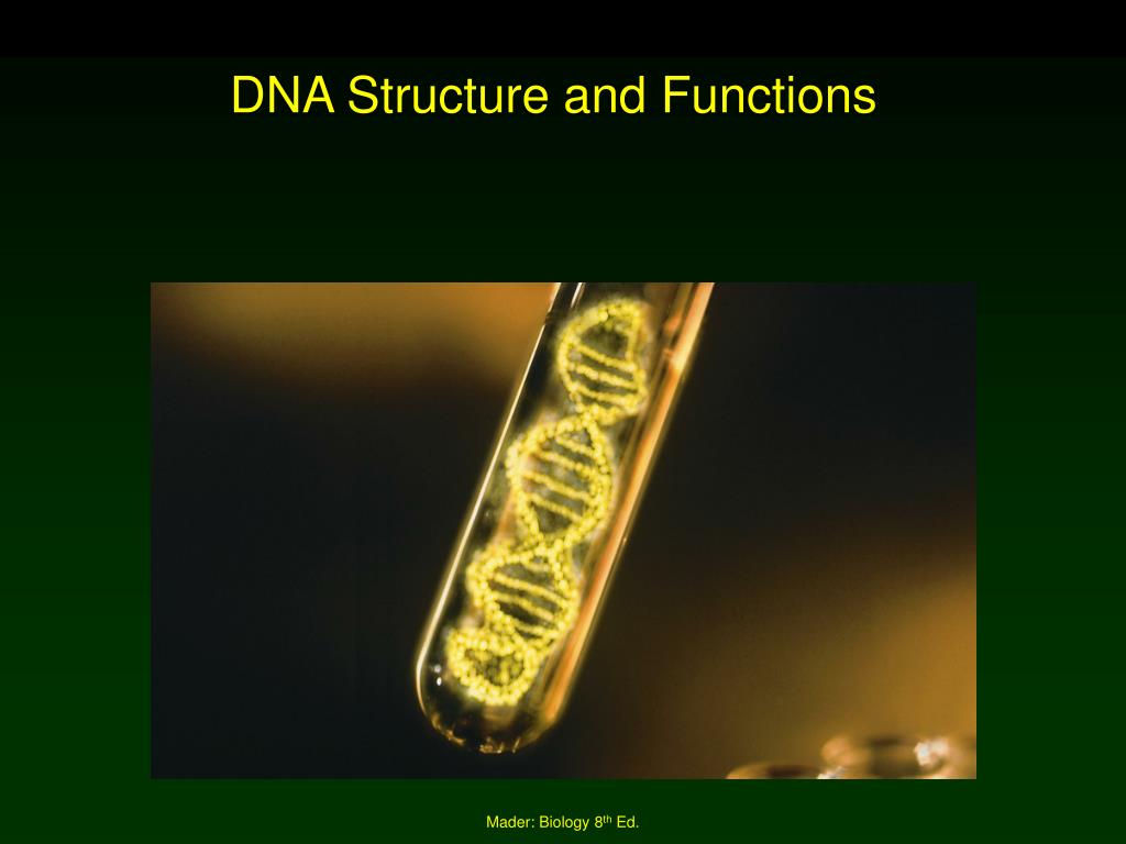 PPT - DNA Structure and Functions PowerPoint Presentation, free ...