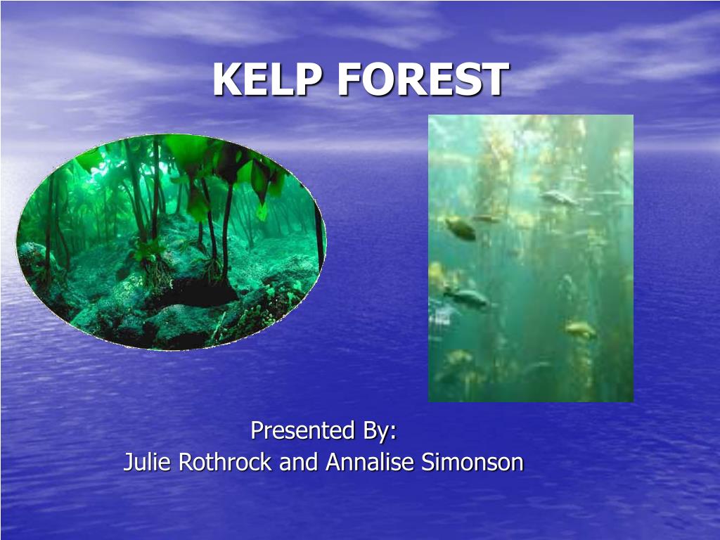 PPT - KELP FOREST PowerPoint Presentation, free download - ID:1406361