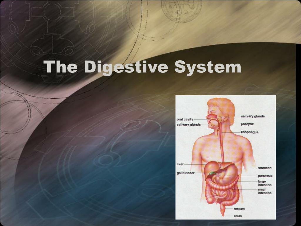 PPT - The Digestive System PowerPoint Presentation, free download - ID ...