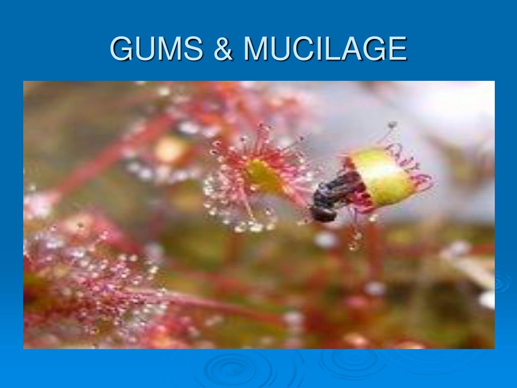 PPT - GUMS & MUCILAGE PowerPoint Presentation, free download - ID:140816