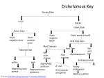 PPT - Dichotomous Key of Dogs PowerPoint Presentation, free download ...