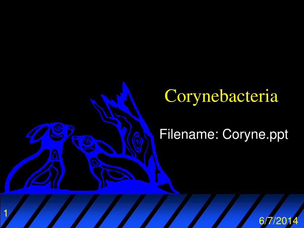 PPT - Corynebacteria PowerPoint Presentation, free download - ID:1411265