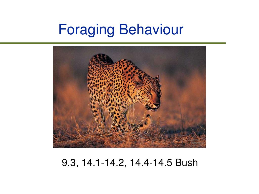 PPT - Foraging Behaviour PowerPoint Presentation, free download - ID ...