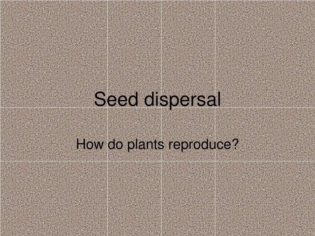 PPT - Seed dispersal PowerPoint Presentation, free download - ID:141770