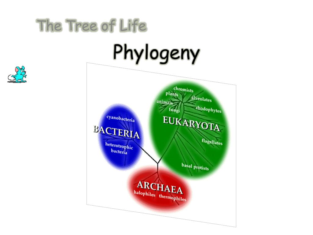 PPT - Phylogeny PowerPoint Presentation, free download - ID:1421172