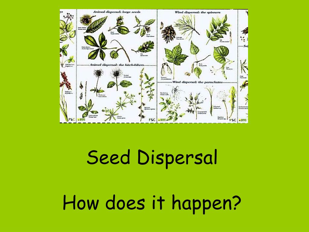 PPT - Seed Dispersal How does it happen? PowerPoint Presentation, free ...