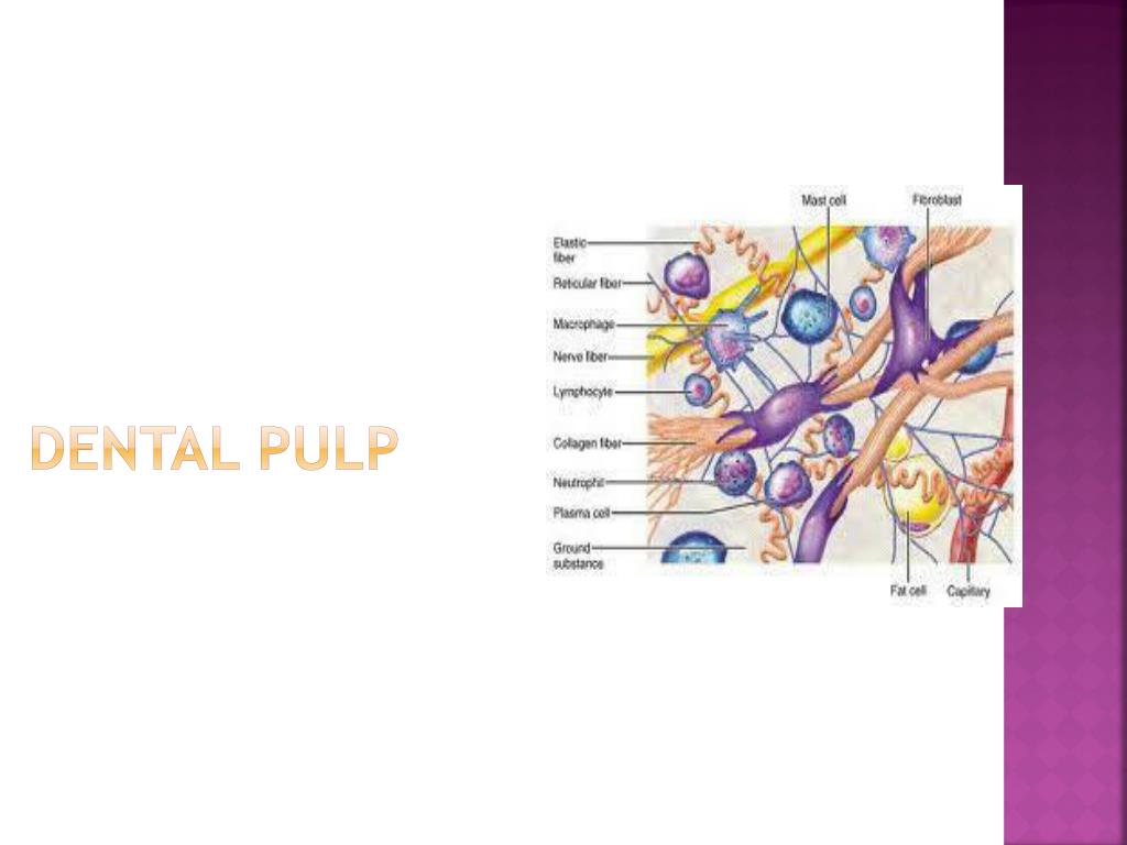 PPT - Dental Pulp PowerPoint Presentation, free download - ID:1424169