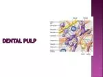 PPT - About Our Dental Exams and X-Rays PowerPoint Presentation, free ...