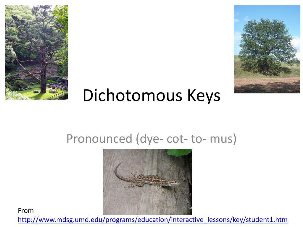 PPT - Dichotomous Keys PowerPoint Presentation, free download - ID:1425354
