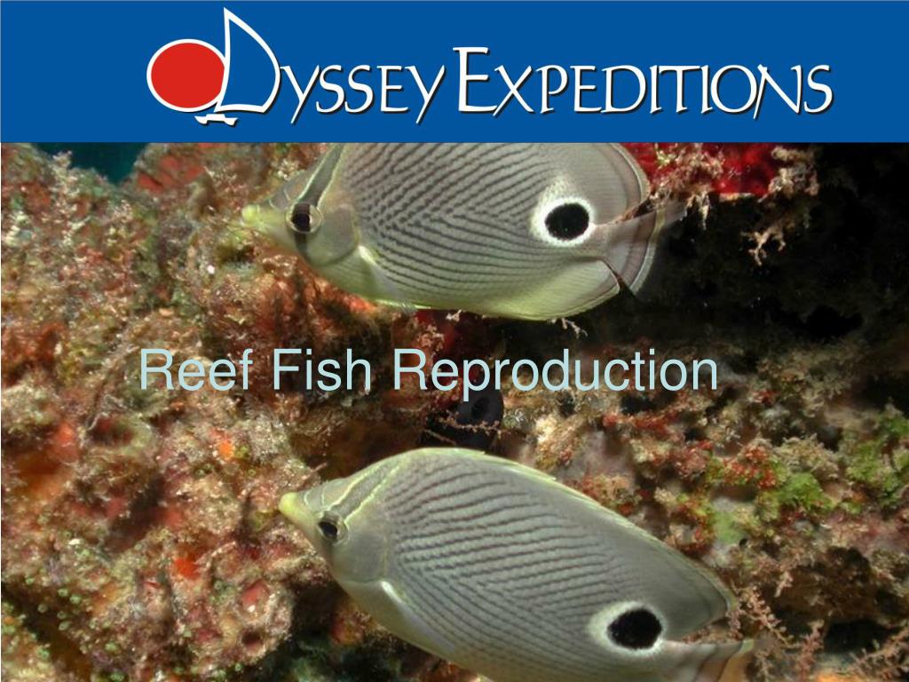 PPT - Reef Fish Reproduction PowerPoint Presentation, free download ...