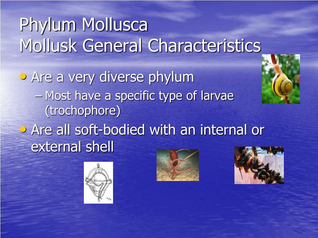PPT - Phylum Mollusca Mollusk General Characteristics PowerPoint ...