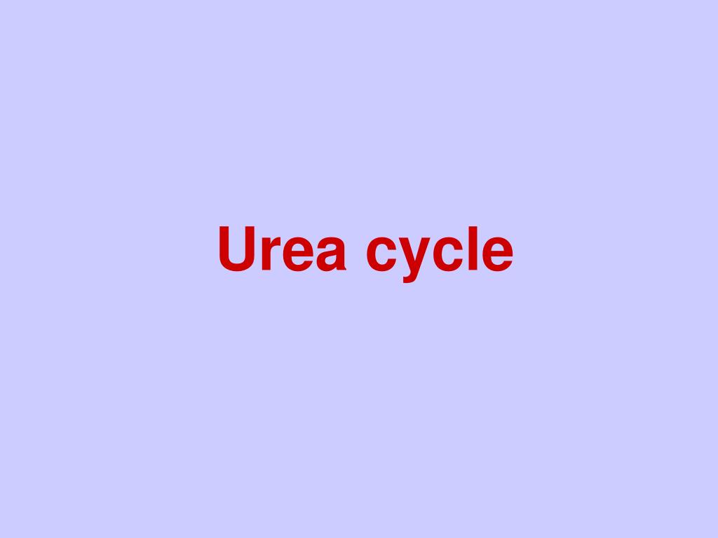 PPT - Urea cycle PowerPoint Presentation, free download - ID:1426884