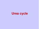 PPT - Urea Cycle PowerPoint Presentation, free download - ID:2240773