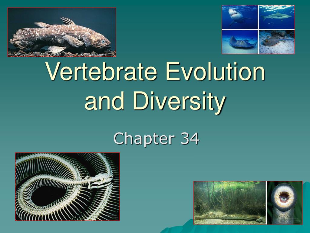 PPT - Vertebrate Evolution and Diversity PowerPoint Presentation, free ...