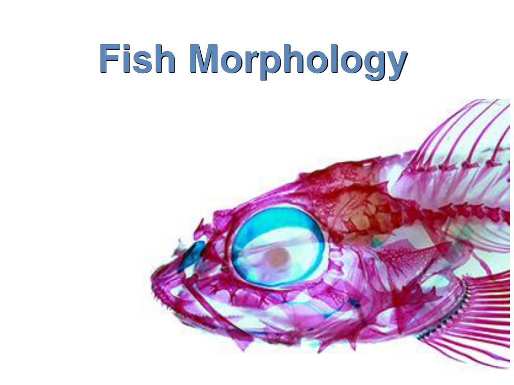 PPT - Fish Morphology PowerPoint Presentation, free download - ID:1427253