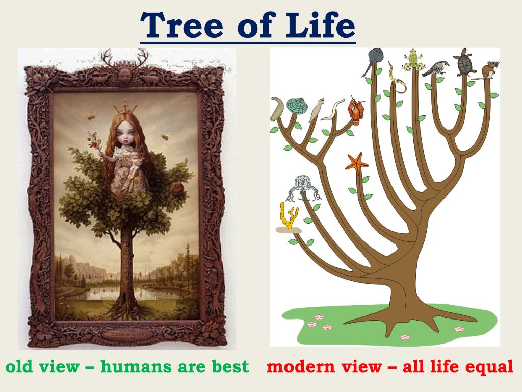 PPT - Tree of Life PowerPoint Presentation, free download - ID:1427821