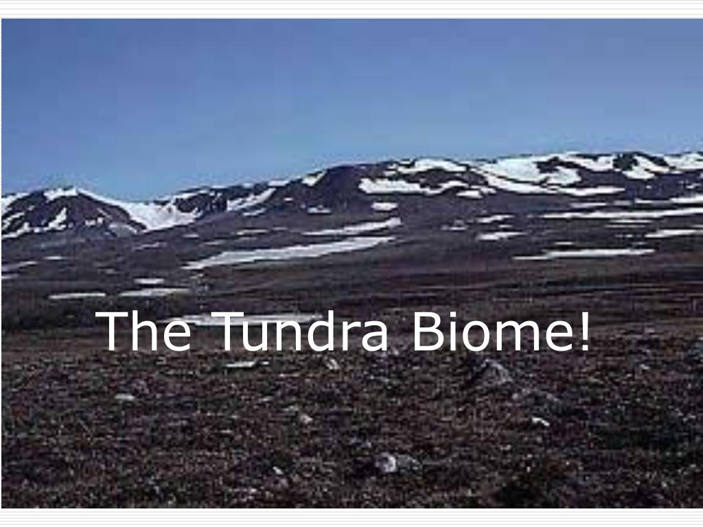 PPT - The Tundra Biome! PowerPoint Presentation, free download - ID:1428086