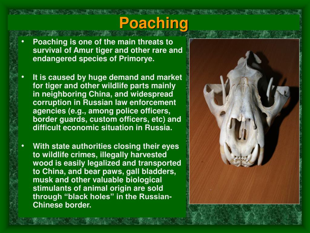 PPT - Poaching PowerPoint Presentation, free download - ID:1428323