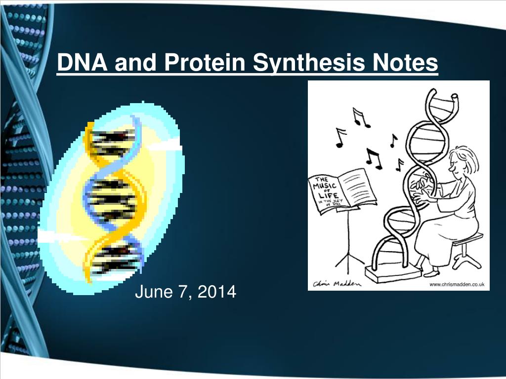 PPT - Key Concepts in DNA and Protein Synthesis PowerPoint Presentation ...