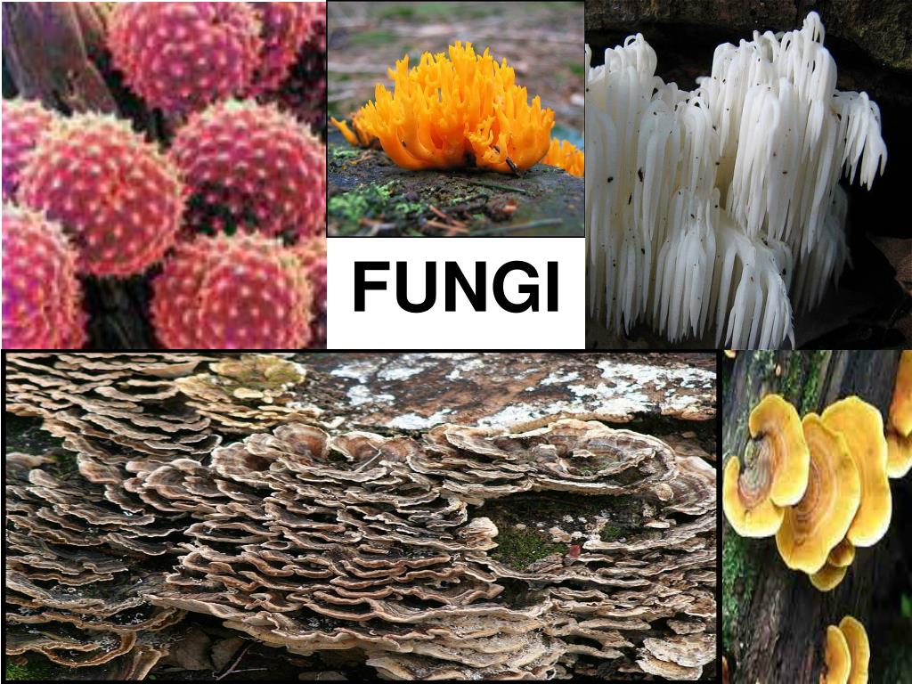 PPT - FUNGI PowerPoint Presentation, free download - ID:1429553