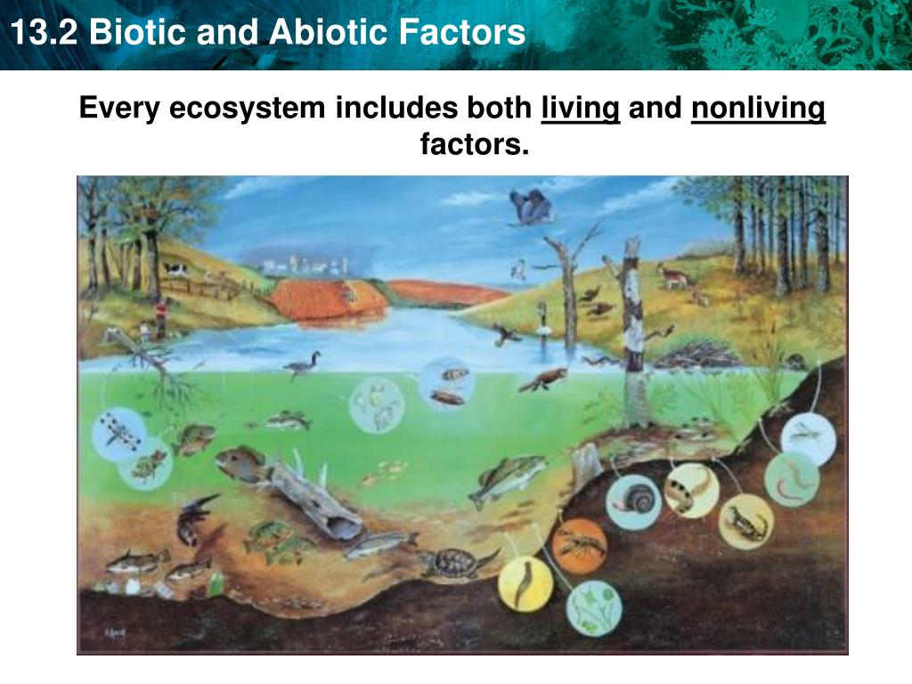 PPT - Every ecosystem includes both living and nonliving factors ...