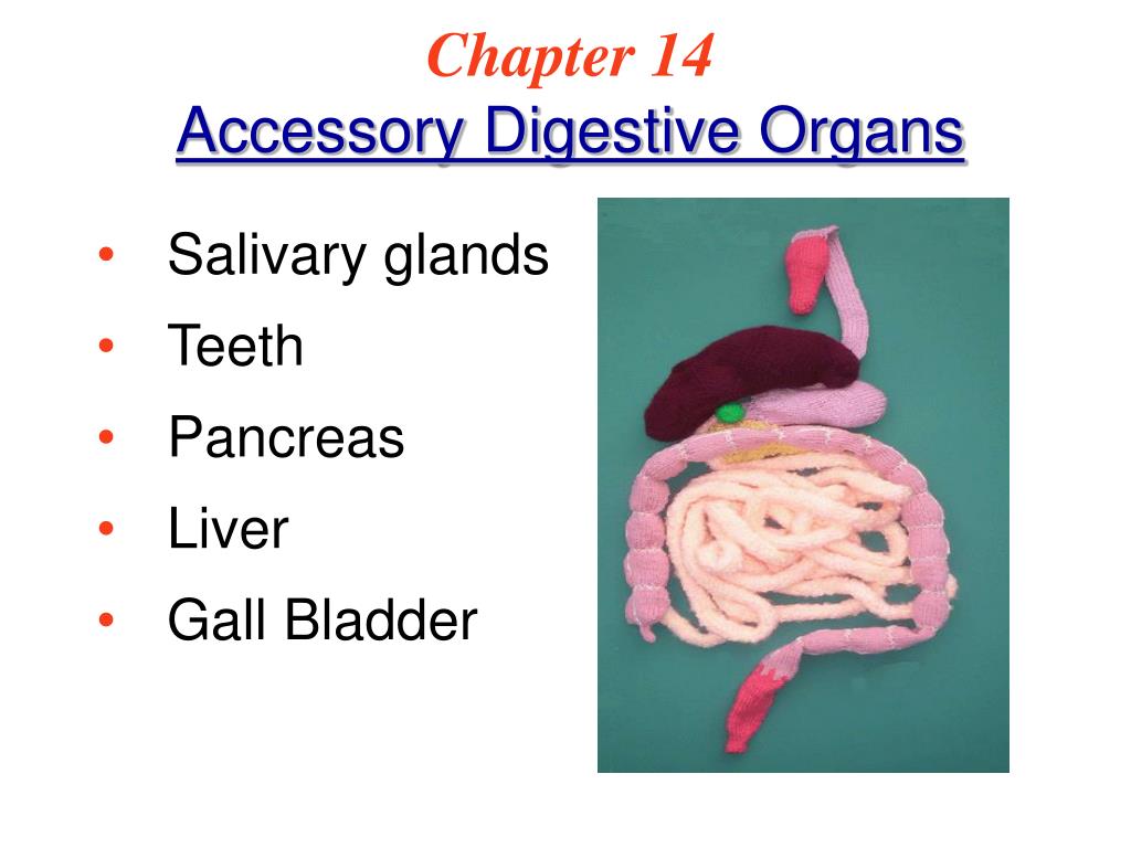 PPT - Chapter 14 Accessory Digestive Organs PowerPoint Presentation ...