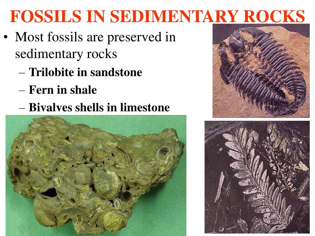 PPT - FOSSILS IN SEDIMENTARY ROCKS PowerPoint Presentation, free ...