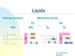 PPT - Introduction to Lipids PowerPoint Presentation, free download ...