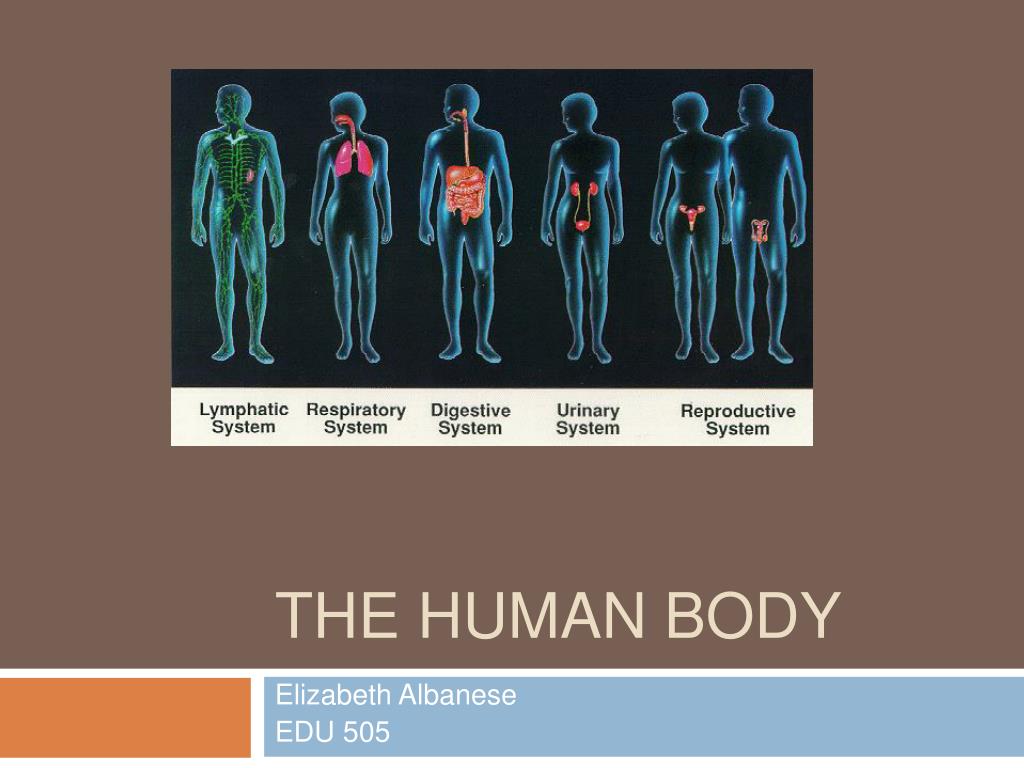 PPT - The Human Body PowerPoint Presentation, free download - ID:1431439